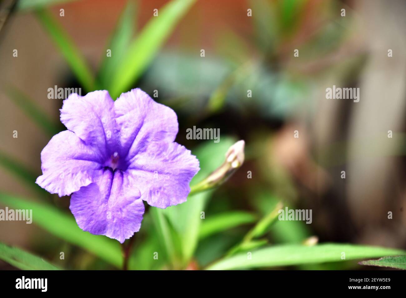 (close view) a beautiful purple Ruellia Simplex or Mexican Petunia ...