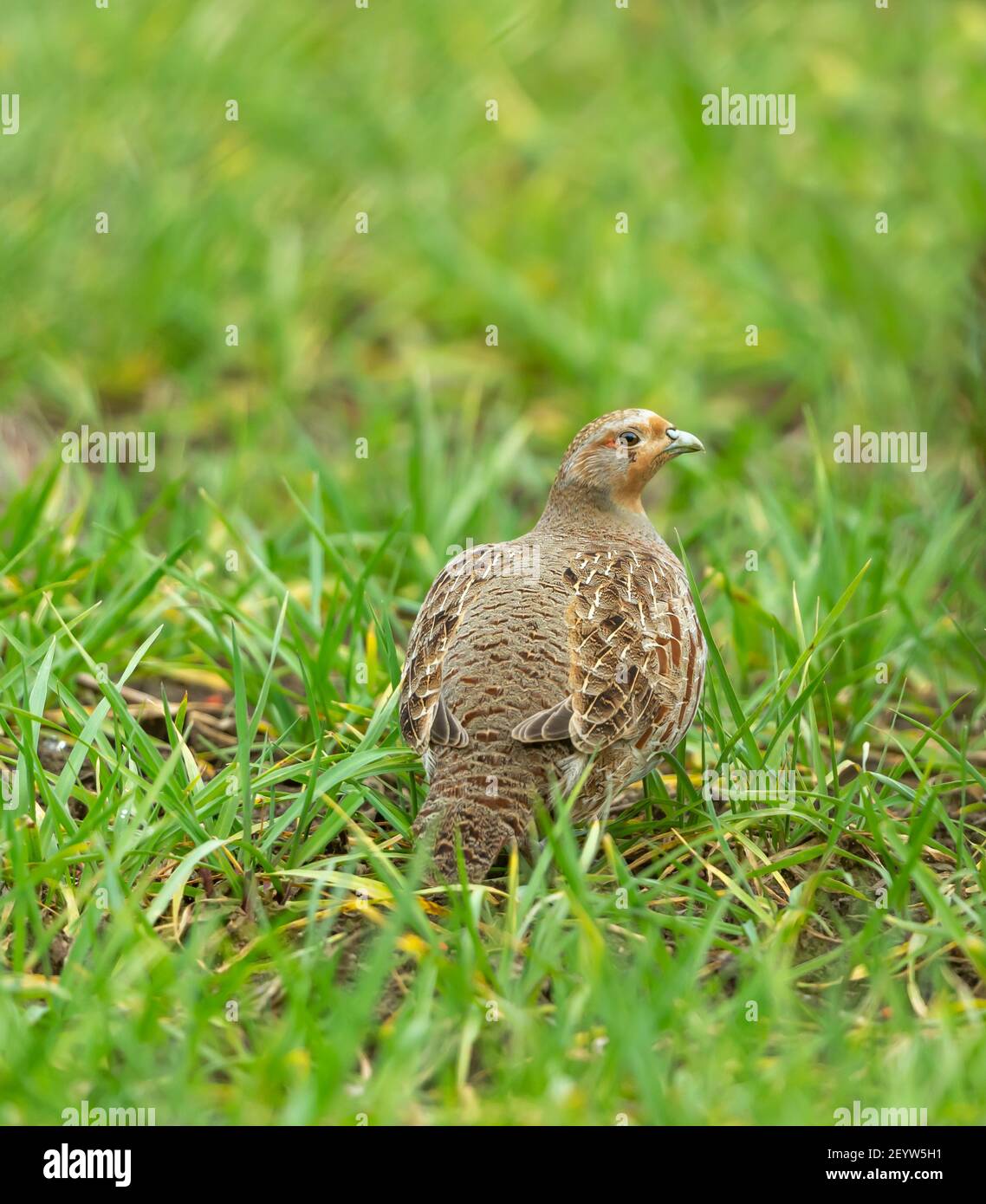 Hungarian partridge hi-res stock photography and images - Alamy