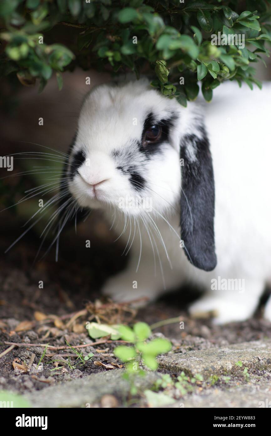 A Close up of a domesticated black and white rabbit sitting underneath ...