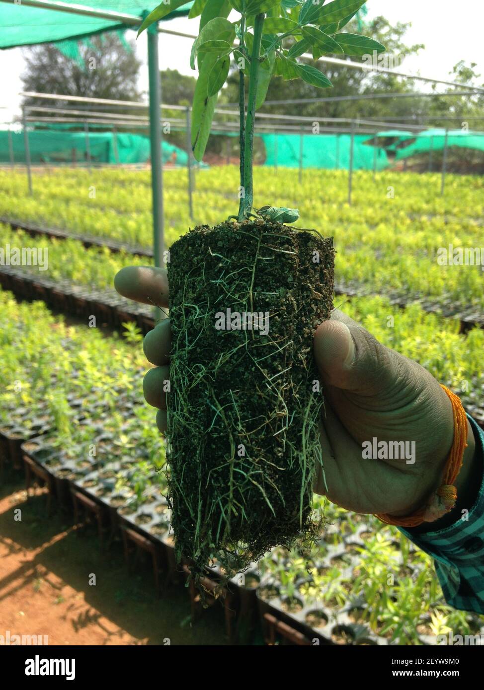 A vertical shot of a hand holding a plant with its roots in a piece of ...
