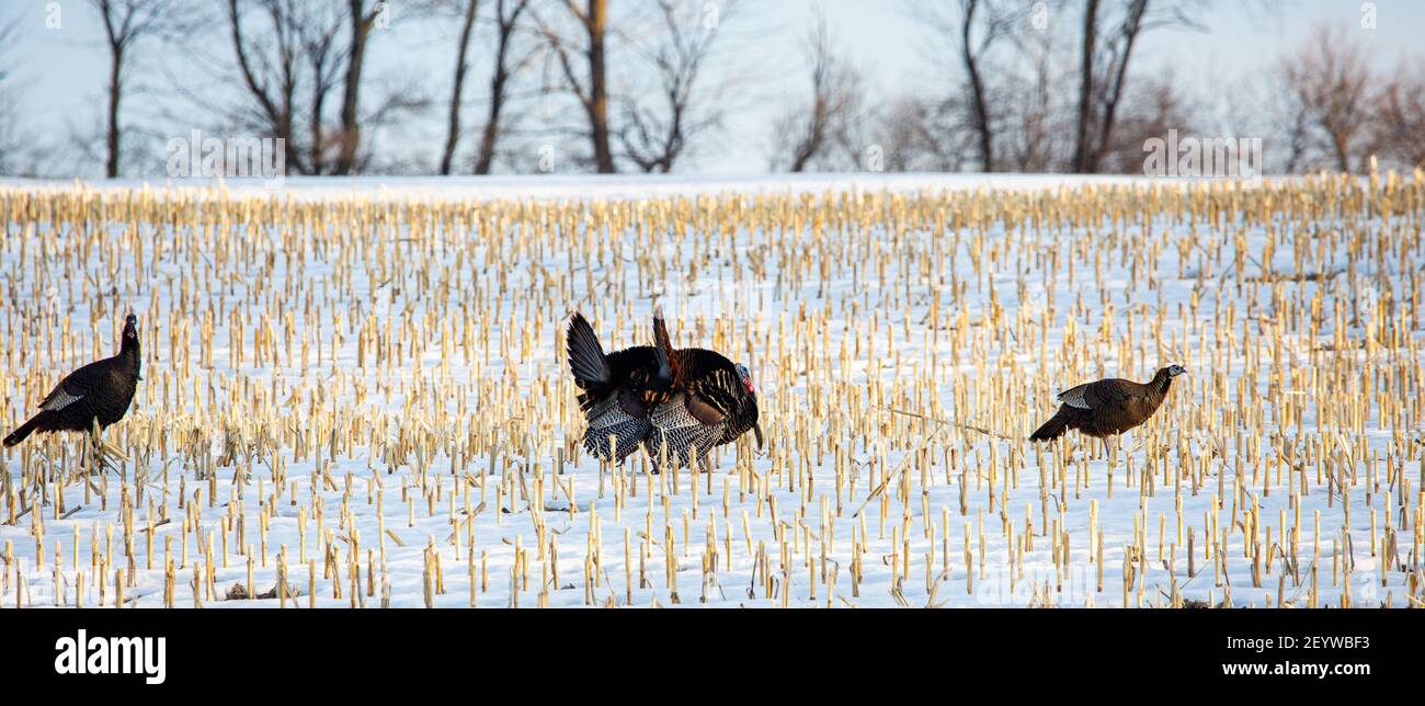 Wild Wisconsin turkeys (meleagris gallopavo) in the courtship ritual on ...