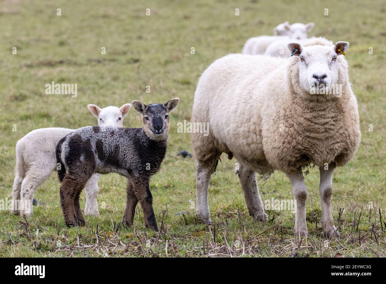 UK livestock farming: Blue texel lamb born to a white texel sheep, West ...