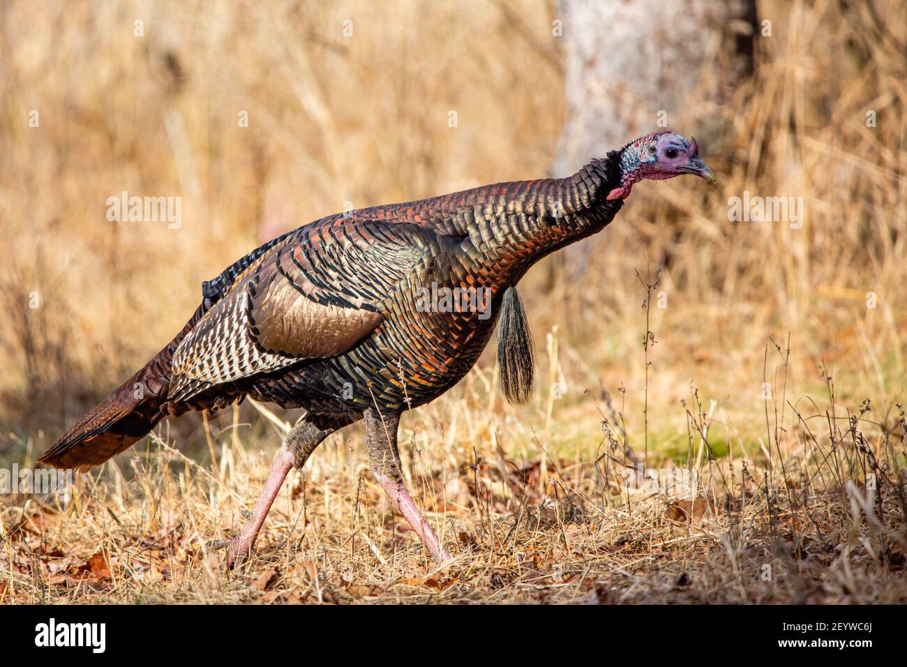 Male wild turkey (Meleagris gallopavo) in a Wisconsin field in autumn ...