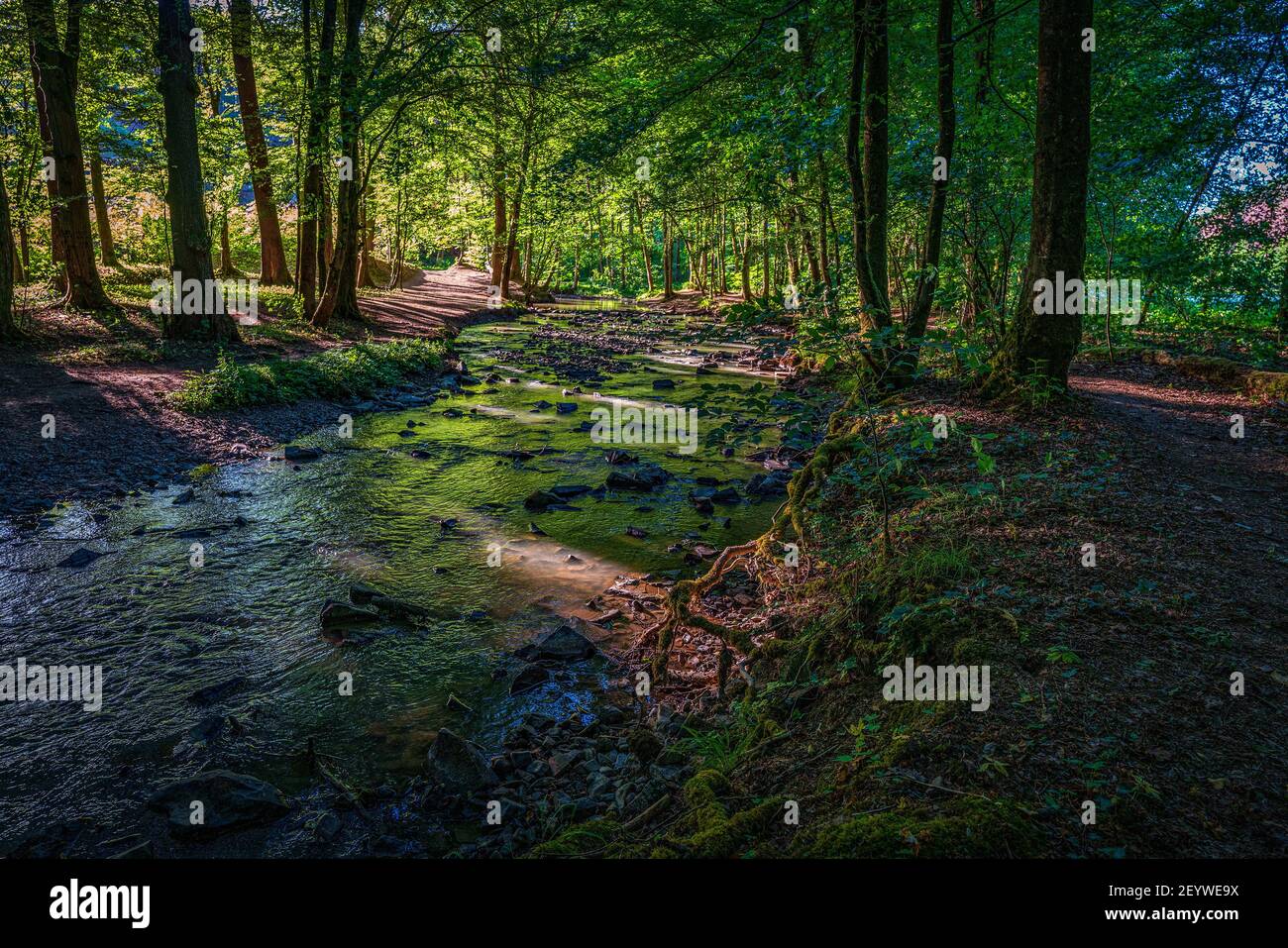 forest river in Altenberg, Germany Stock Photo - Alamy