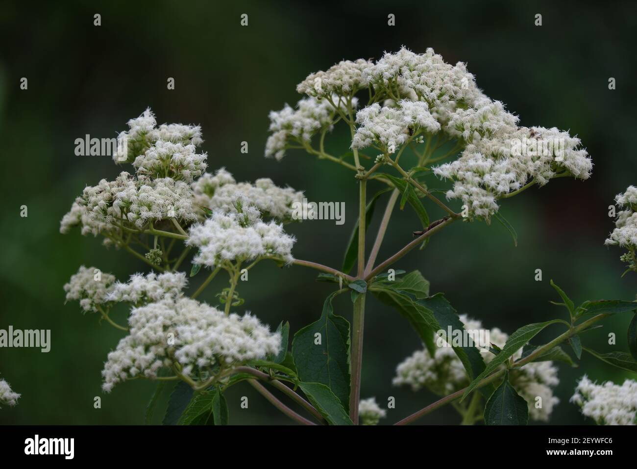 Valerian Herb High Resolution Stock Photography and Images - Alamy