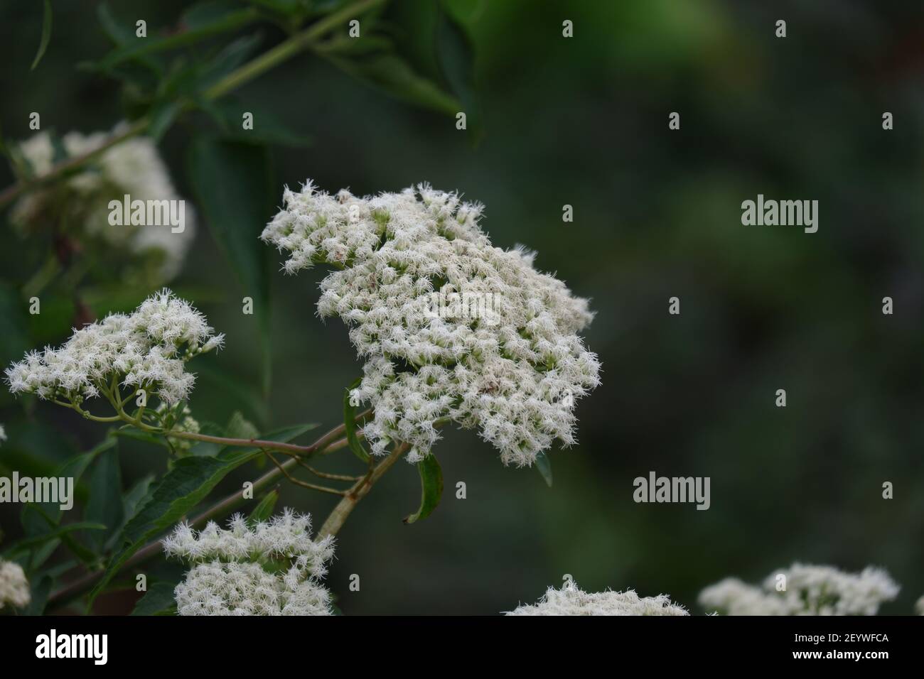 Valerian herb hi-res stock photography and images - Alamy