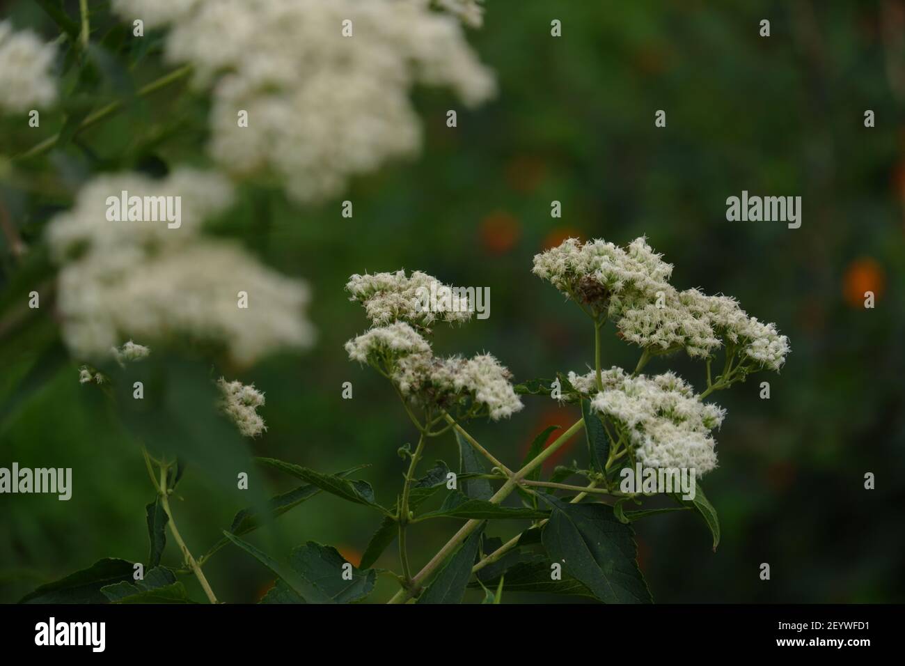 Valeriana officinalis isolated hi-res stock photography and images - Alamy