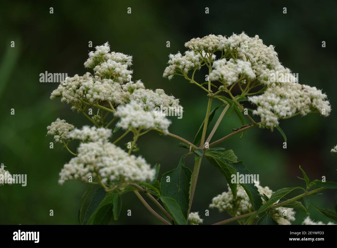 Valeriana officinalis isolated hi-res stock photography and images - Alamy