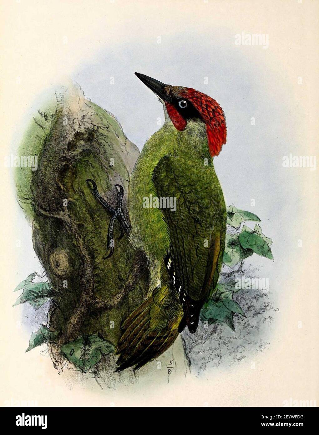 Picus viridis 1876 Stock Photo - Alamy