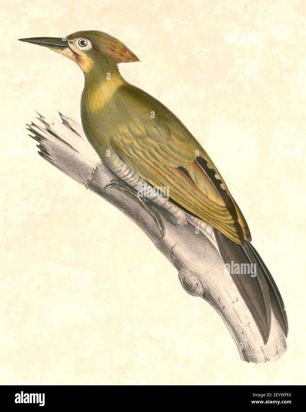 Picus Chlorolophus High Resolution Stock Photography and Images - Alamy