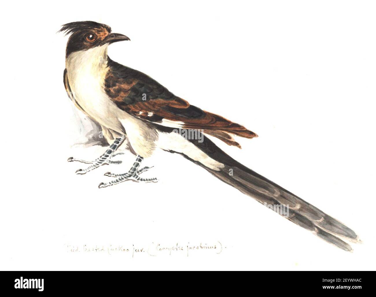 Gwillim hi-res stock photography and images - Alamy