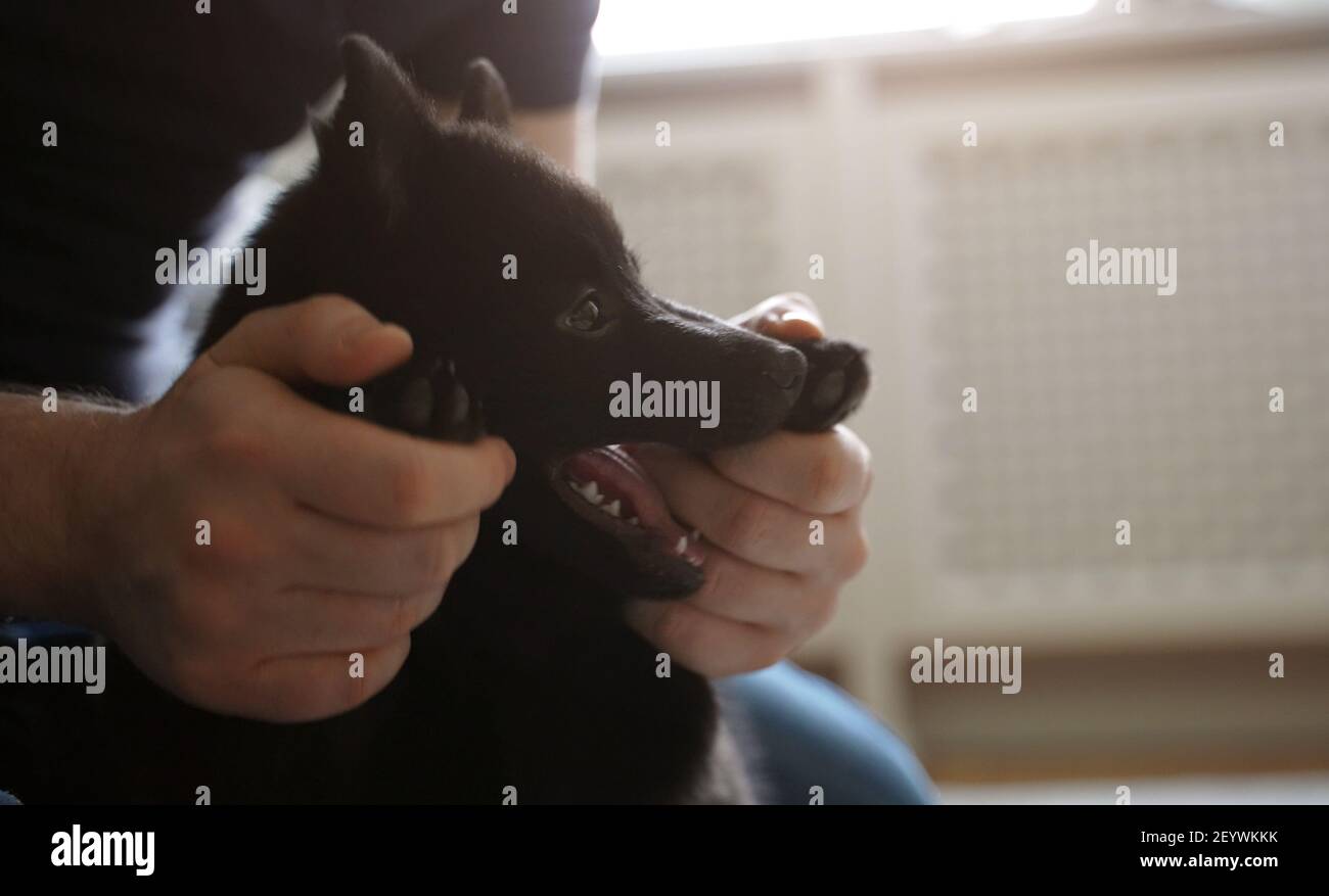 Man playing schipperke dog hi-res stock photography and images - Alamy