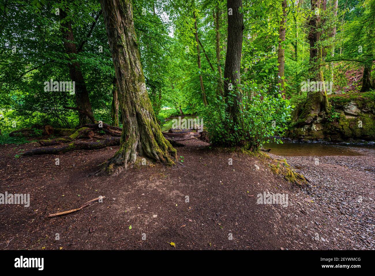 forest river in Altenberg, Germany Stock Photo - Alamy