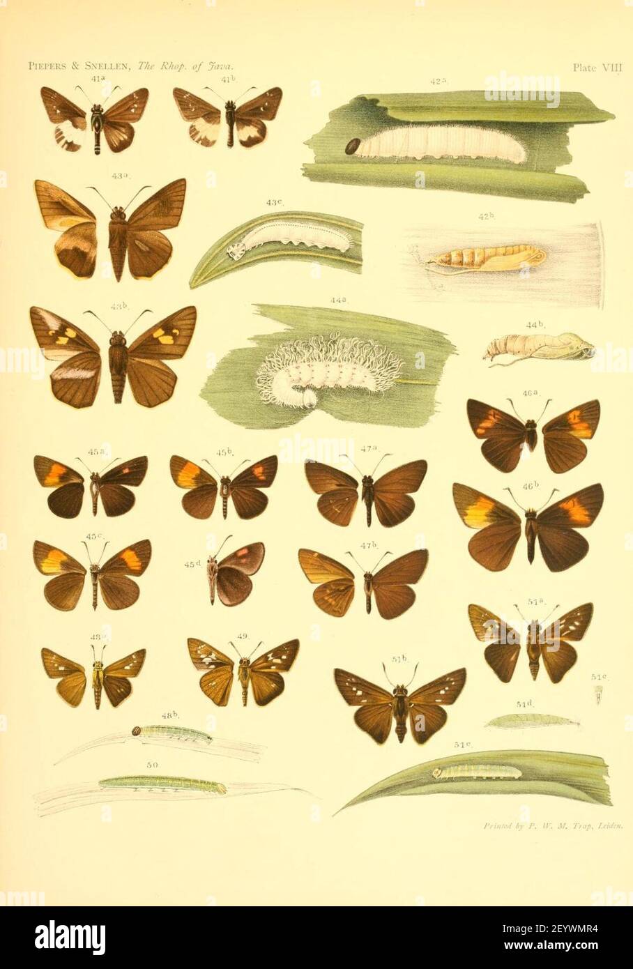 Piepers and Snellen Rhopalocera of Java Plate VIII Stock Photo - Alamy
