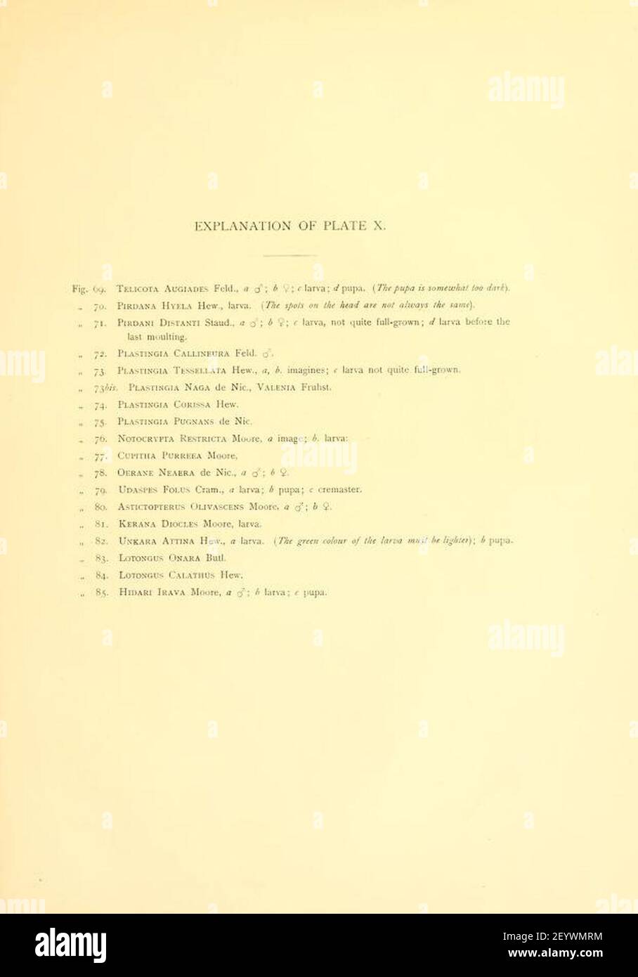 Piepers and Snellen Rhopalocera of Java Plate X Text Stock Photo - Alamy