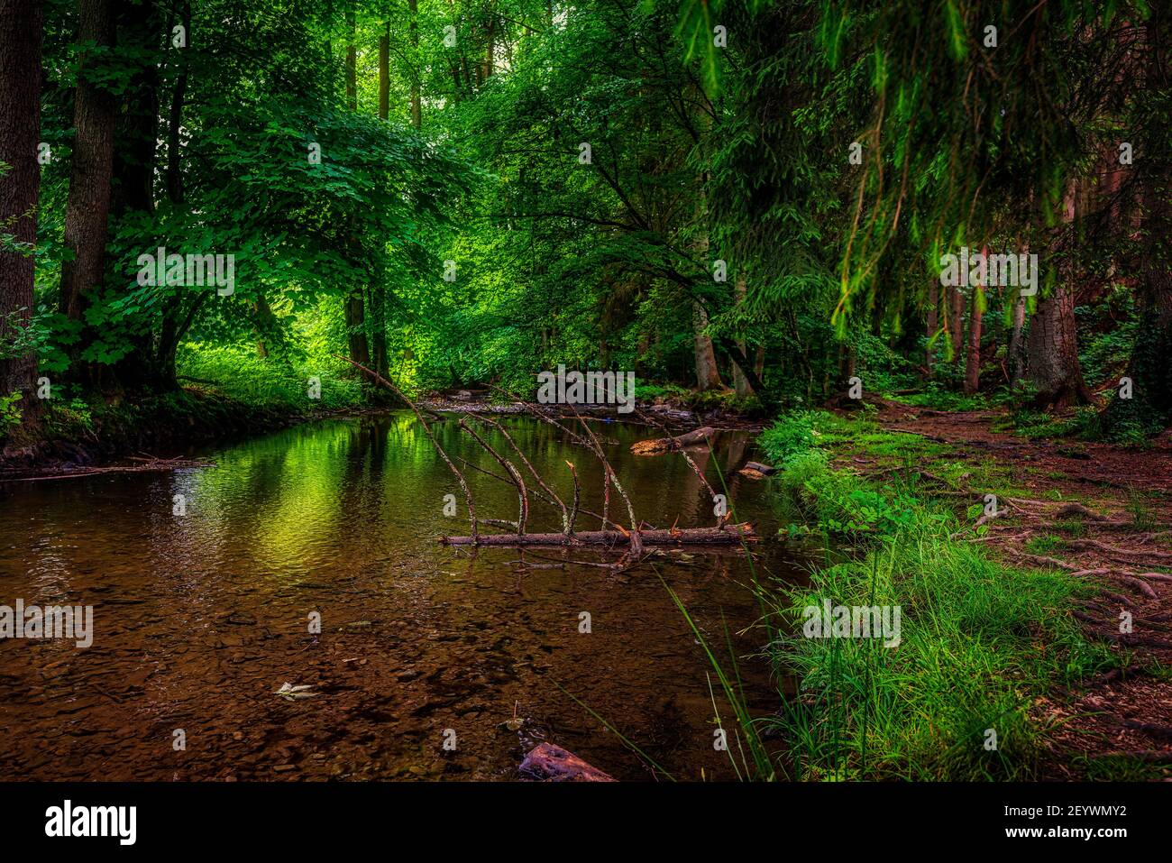 Mystical and mysterious, forest at sunset Stock Photo - Alamy