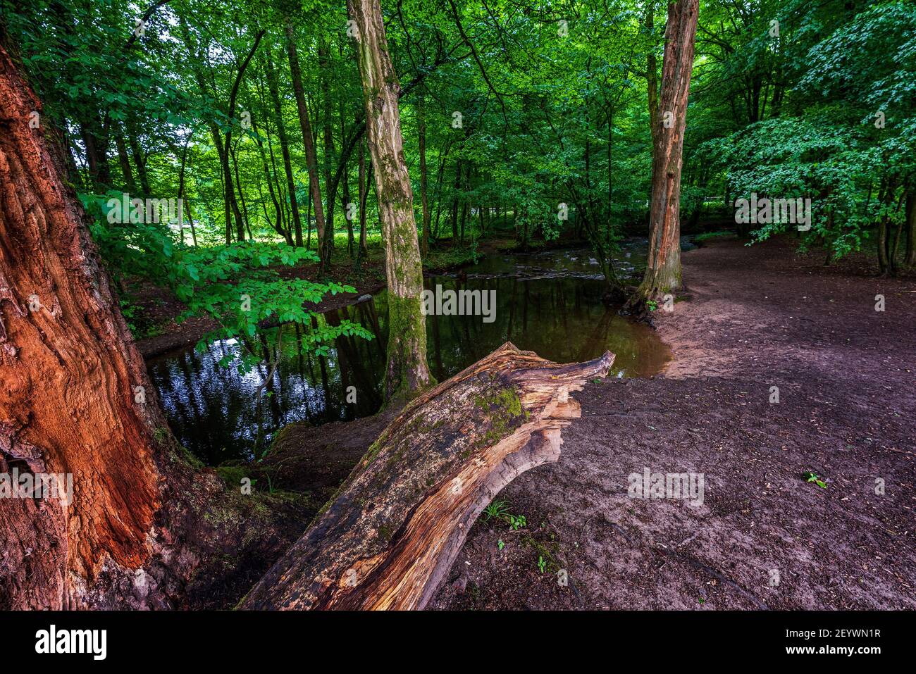 forest river in Altenberg, Germany Stock Photo - Alamy