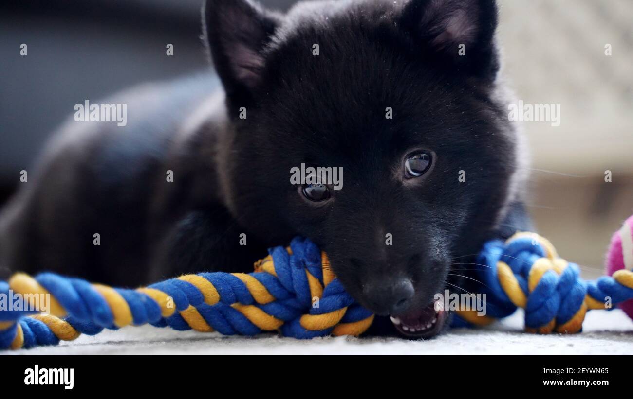 Schipperke puppy hi-res stock photography and images - Alamy