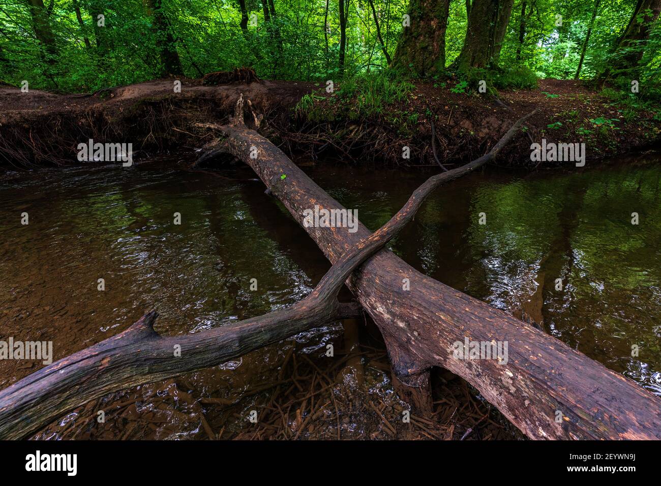 forest river in Altenberg, Germany Stock Photo - Alamy
