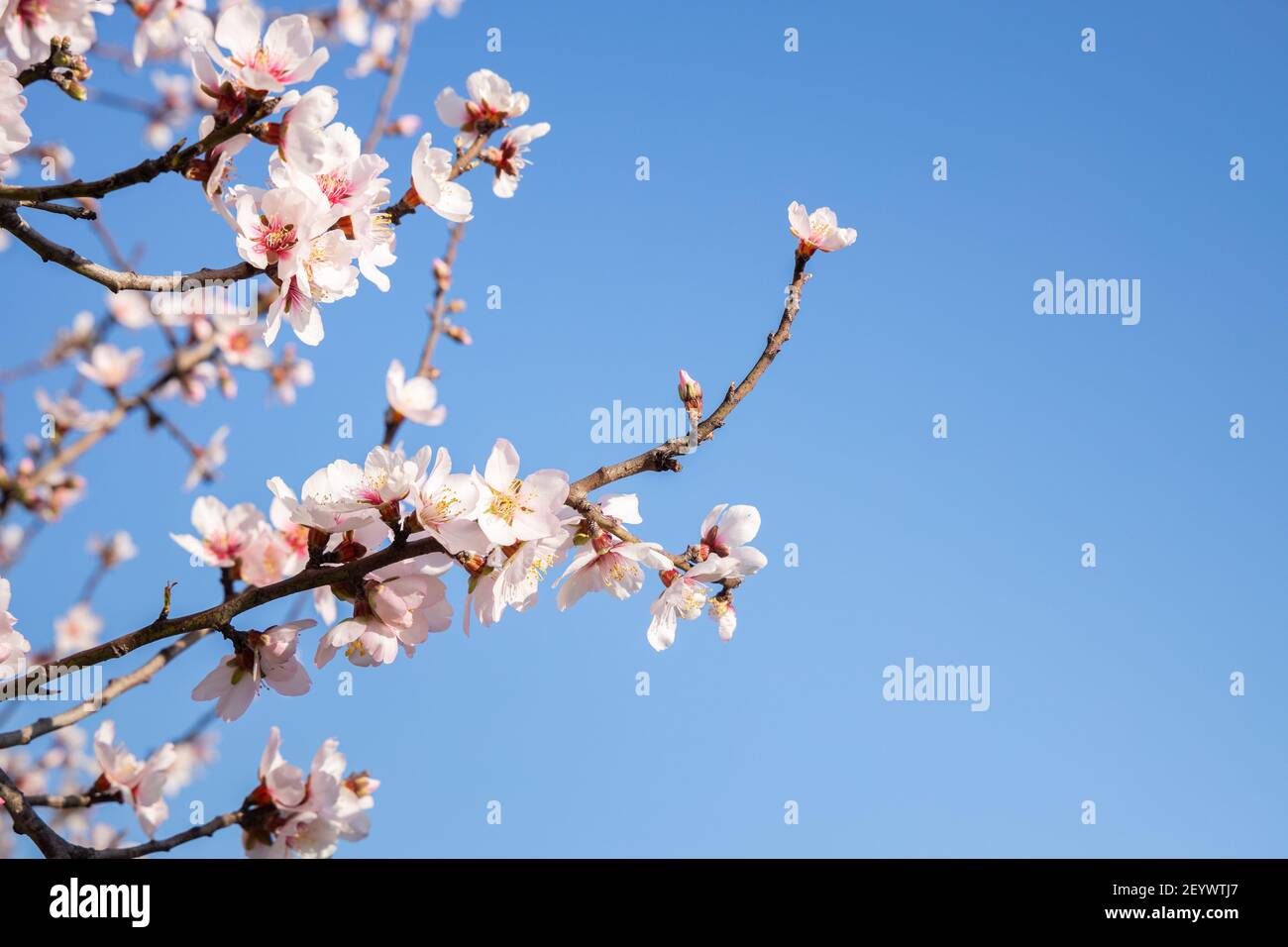 Japanese almond tree hi-res stock photography and images - Alamy