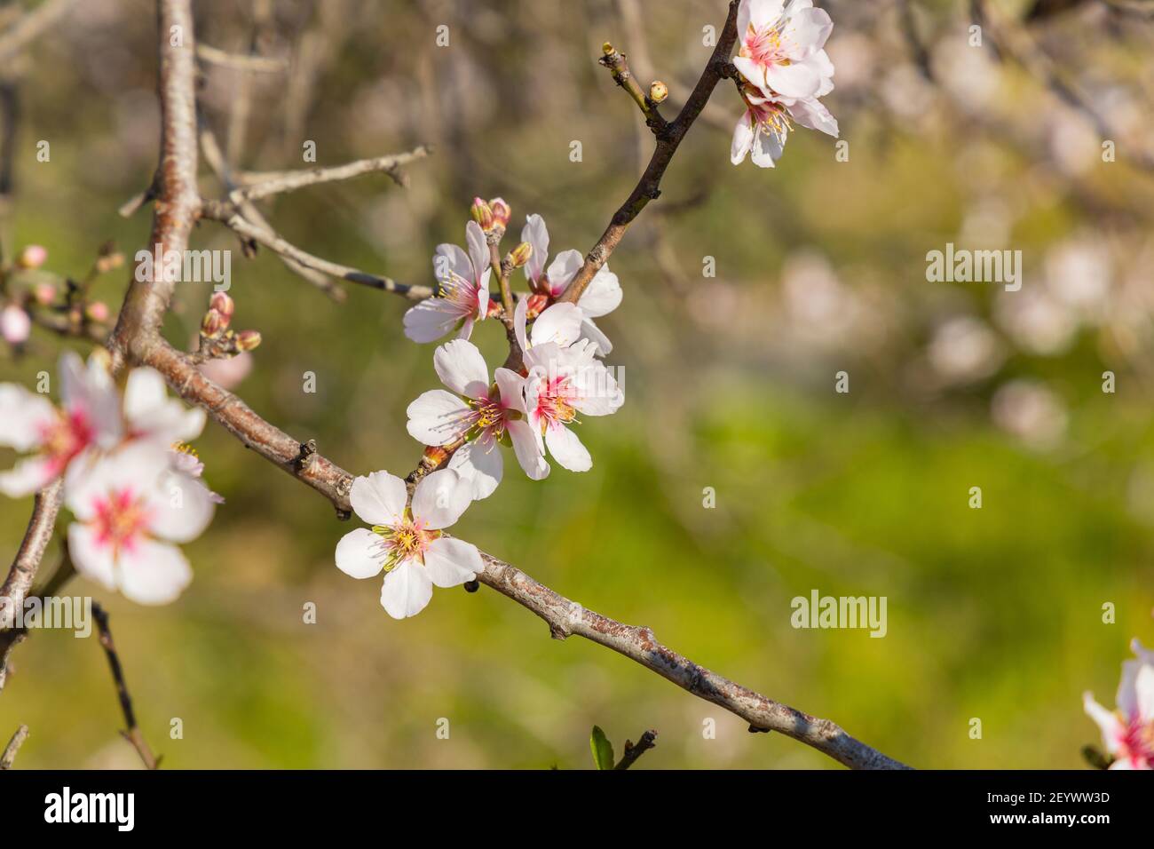 Japanese almond tree hi-res stock photography and images - Alamy
