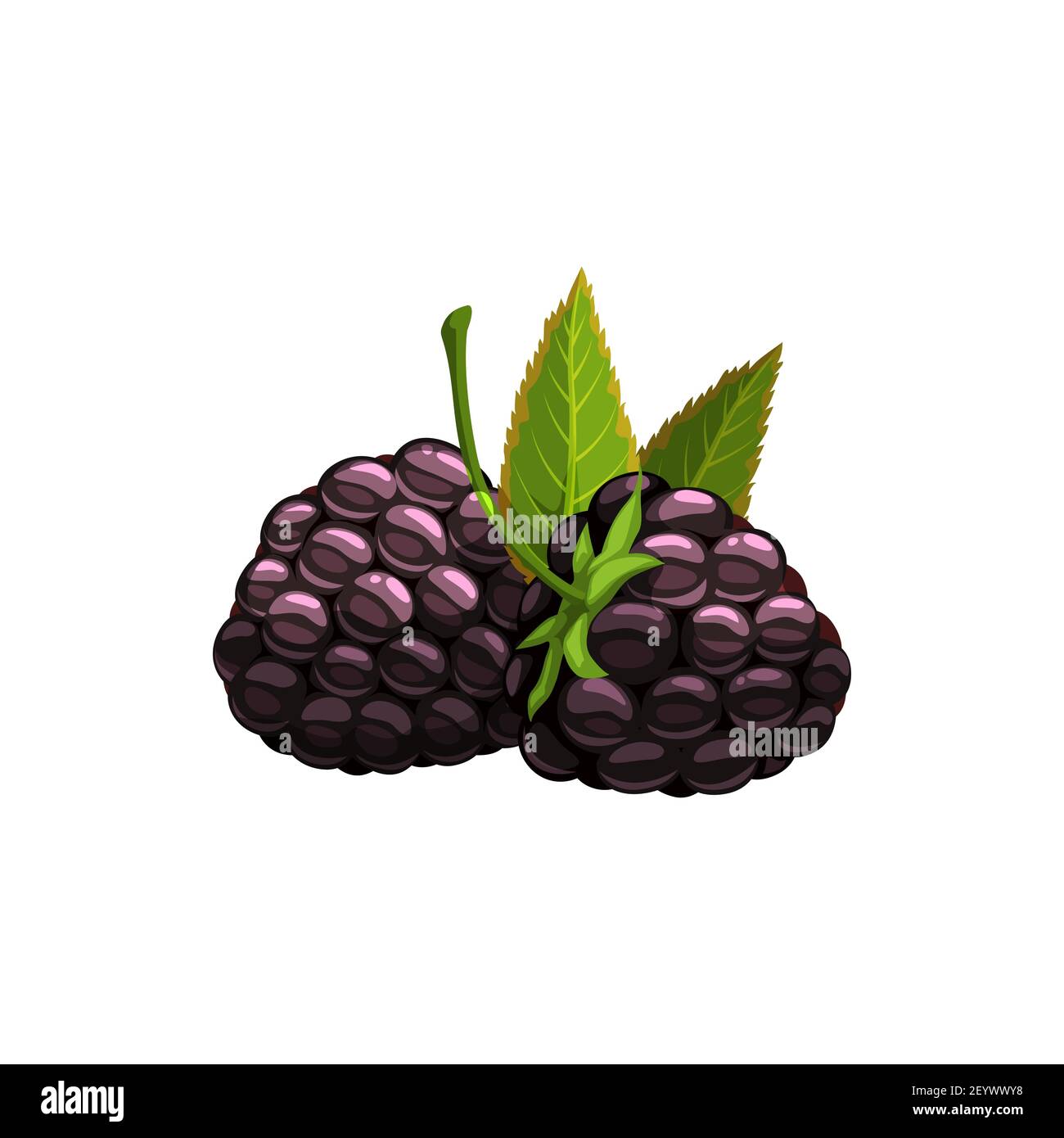 Bramble berries Stock Vector Images - Alamy