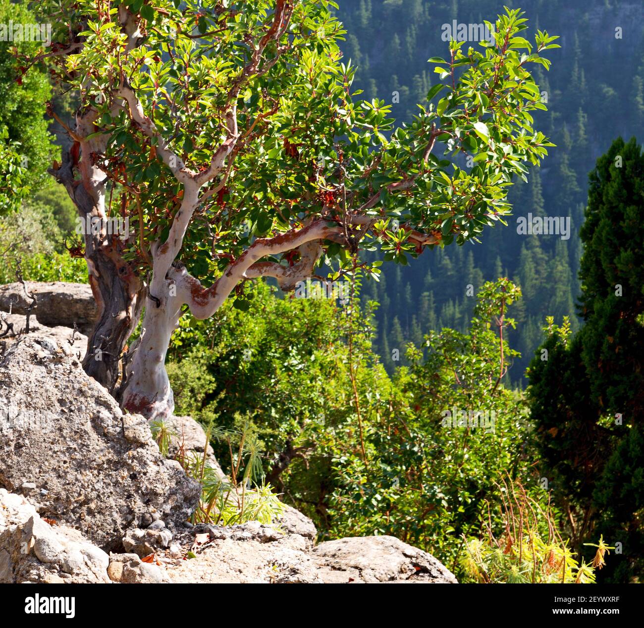 From the hill in asia turkey selge old architecture ruins and nature ...