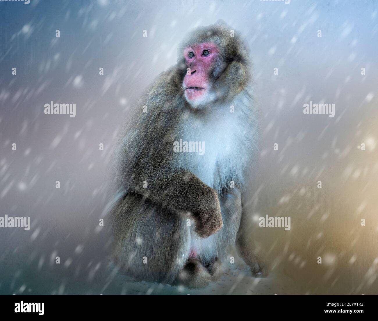 Japanese Macaque in Snow Stock Photo - Alamy