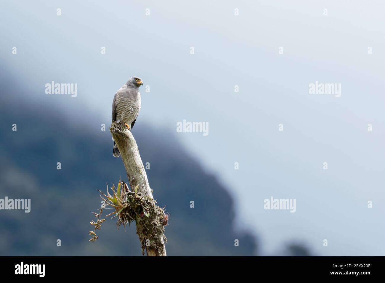 ROADSIDE HAWK (Rupornis magnirostris) imposing specimen of busardo ...