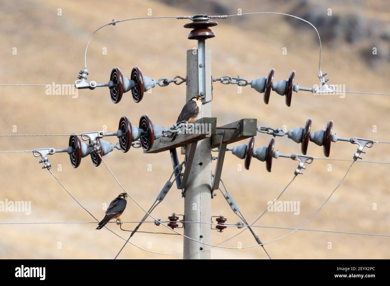 PLUMBED FALCON (Falco femoralis) Rare find of a pair of falcons perched ...