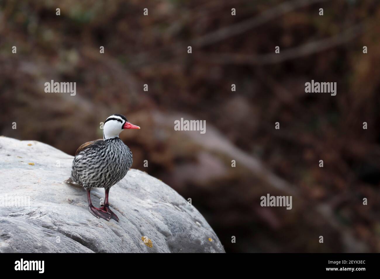 Merganetta armata hi-res stock photography and images - Alamy