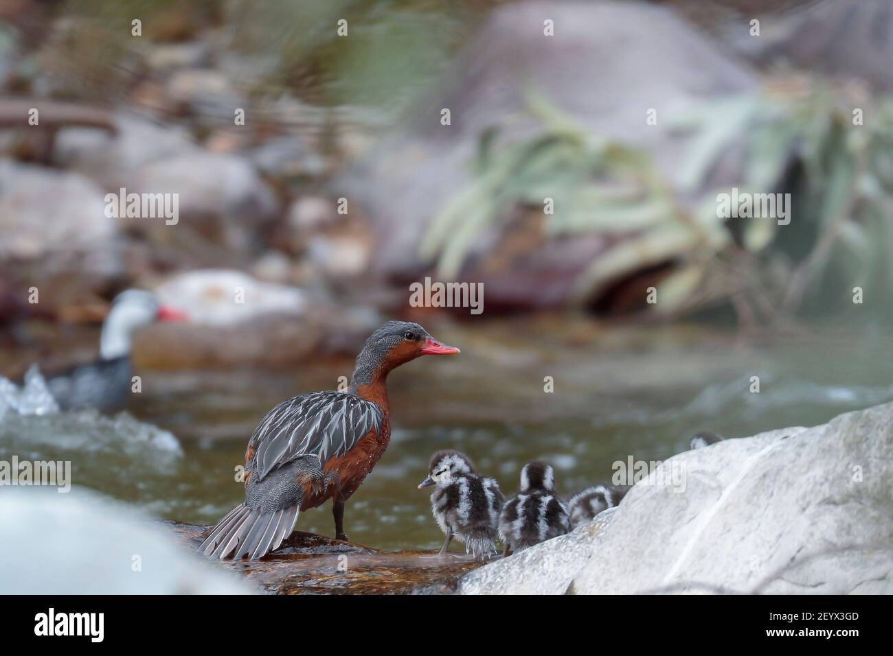 TORRENT DUCK (Merganetta armata) beautiful specimen of a female with ...