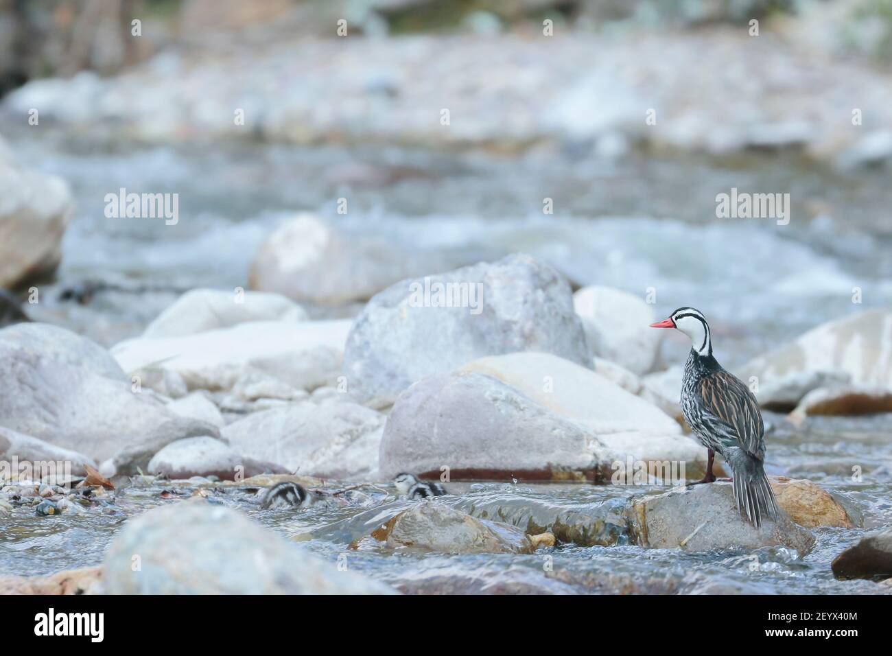 Merganetta armata hi-res stock photography and images - Alamy