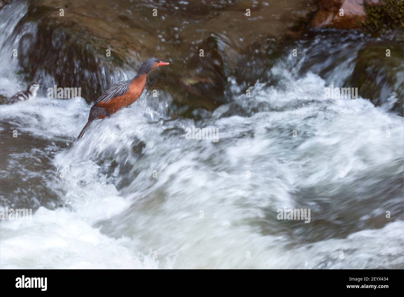 TORRENT DUCK (Merganetta armata) female specimen swimming against the ...