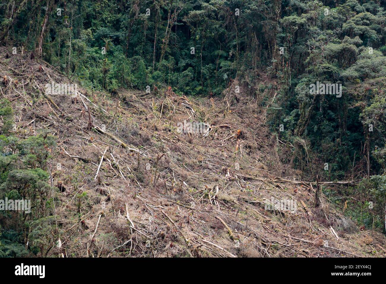 Fragmentation habitat hi-res stock photography and images - Alamy