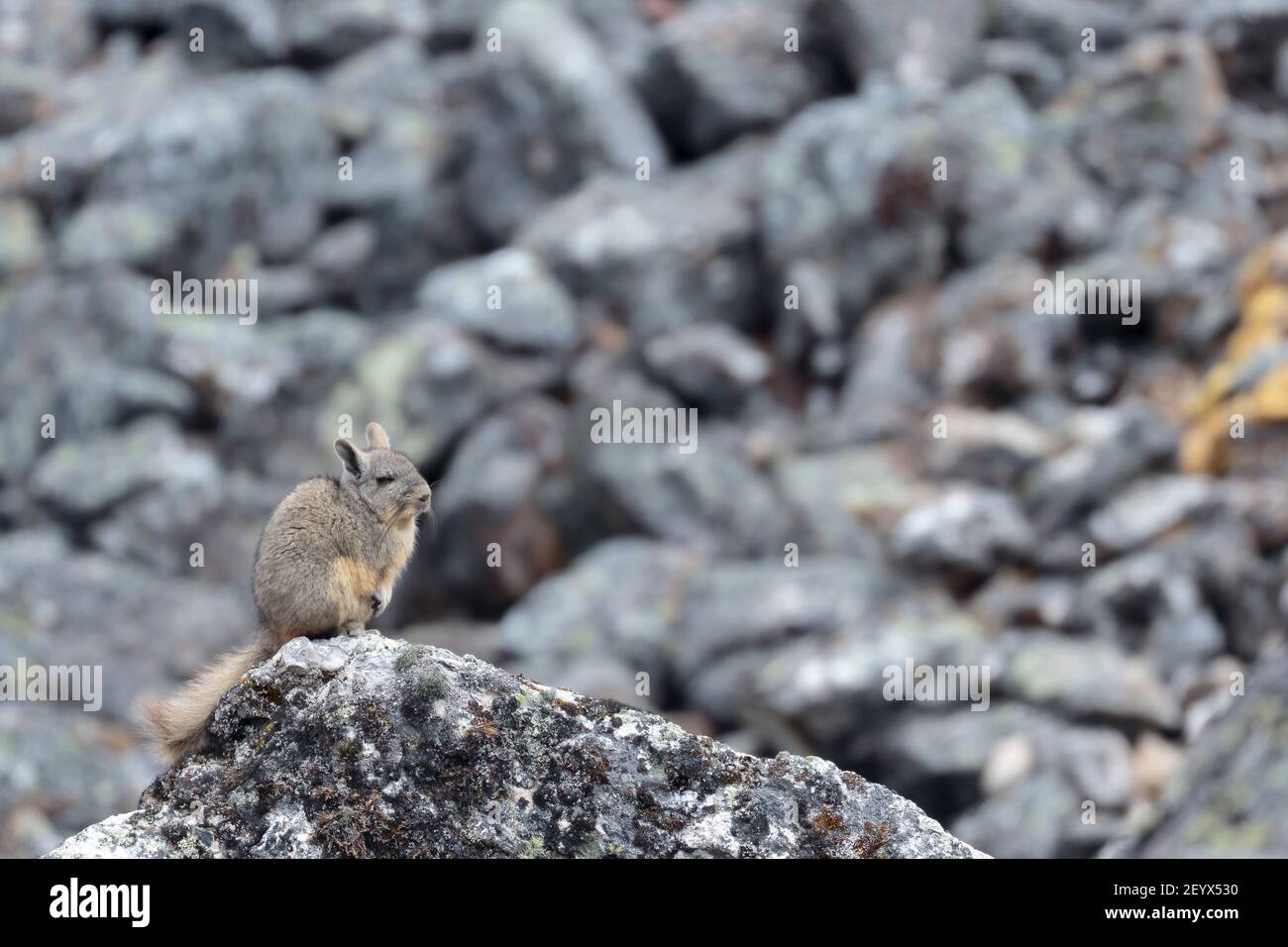 Northern peru environment hi-res stock photography and images - Alamy