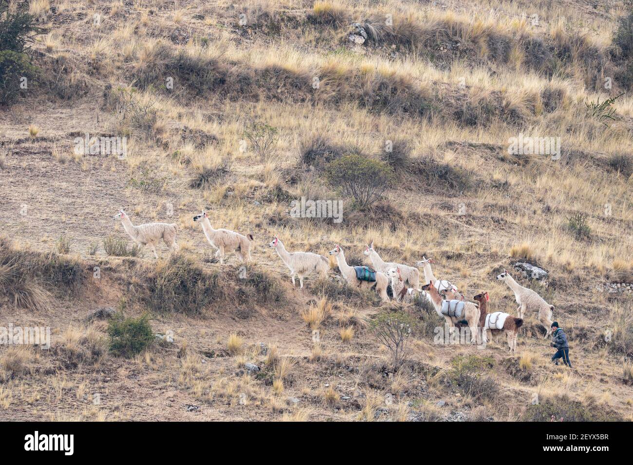 Muleteers and group of llamas (domestic form of Lama guanicoe), an ...