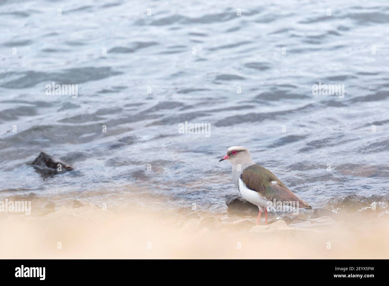 ANDEAN LAPWING (Vanellus resplendens) A curious bird from the Andean ...