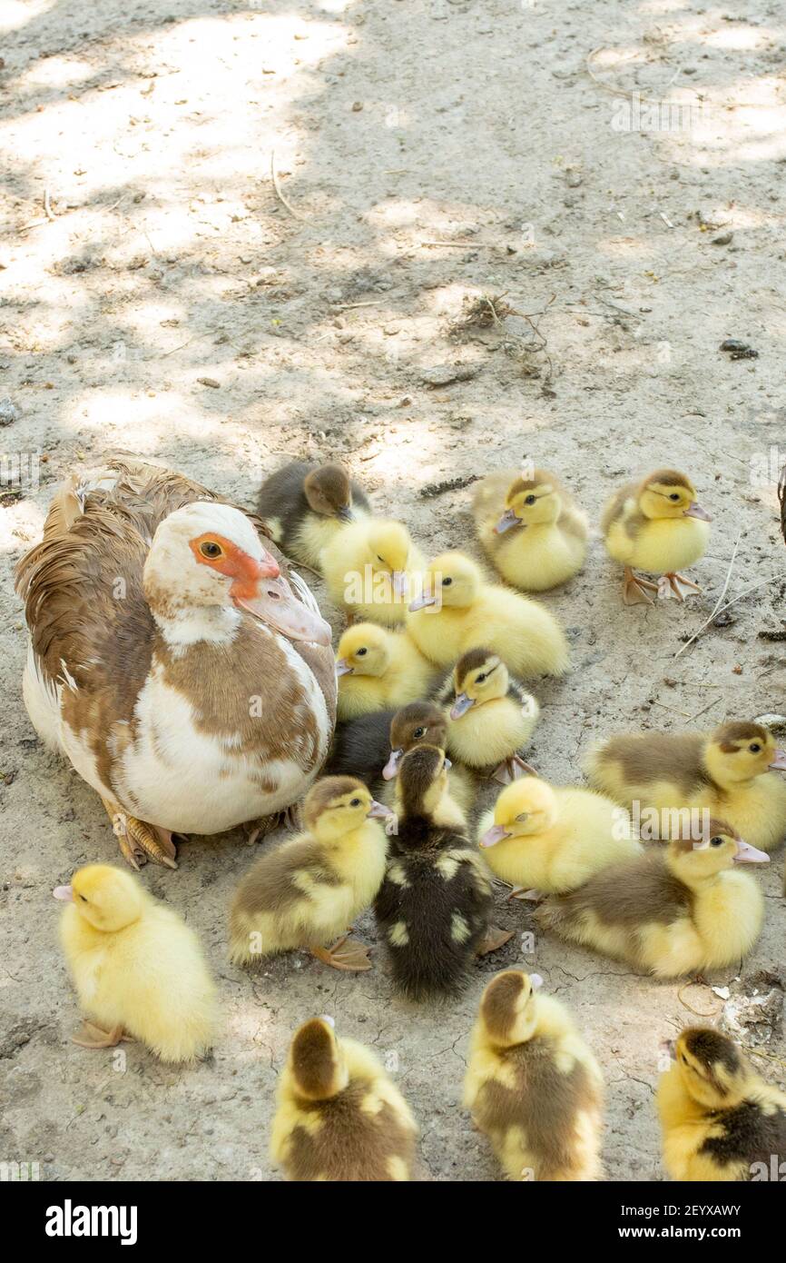 Cute family ducklings following mom hi-res stock photography and images ...