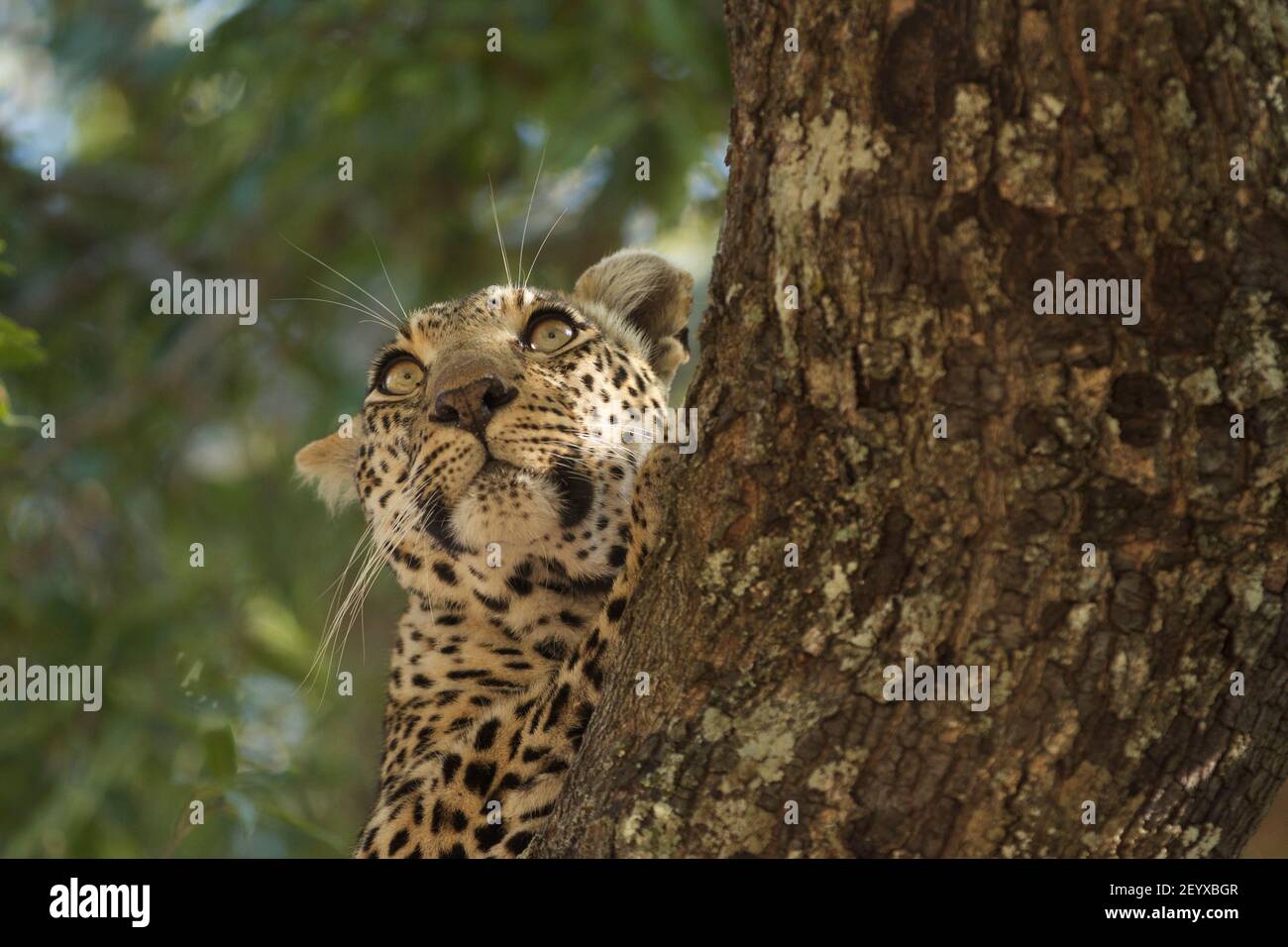 A young leopard spotted in a tree while on safari in Sabi Sands, South ...