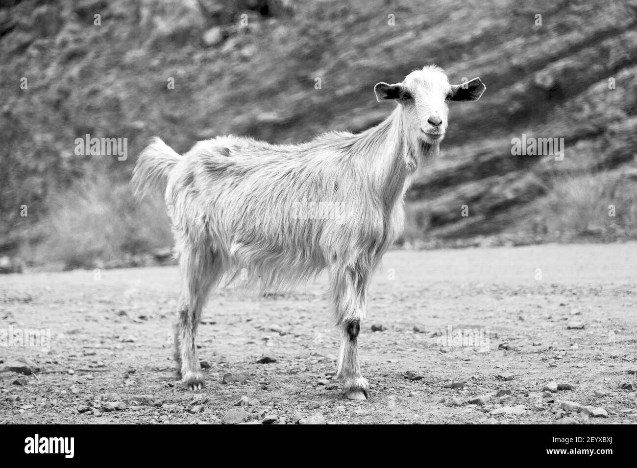 In oman goat alone near the rock and bush Stock Photo - Alamy