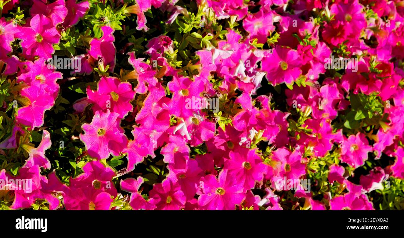In oman flowers and garden the spring colors Stock Photo - Alamy