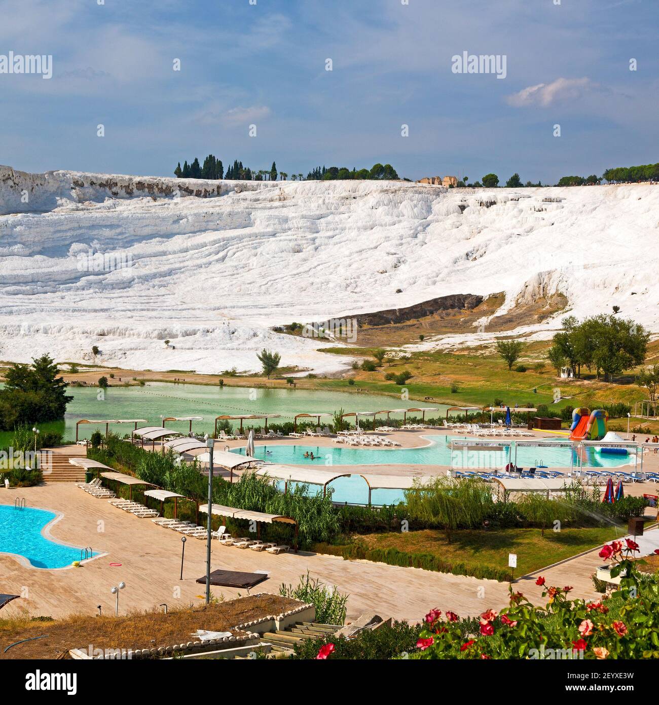 Tree unique abstract in pamukkale turkey asia the old calcium bath and ...