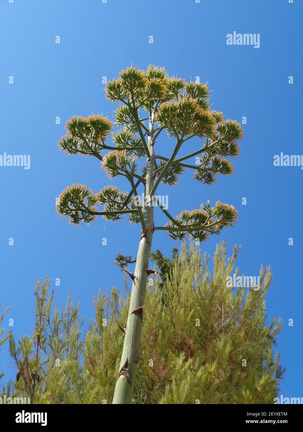 The inflorescence of agaves is impressive and can be up to 9 m high ...