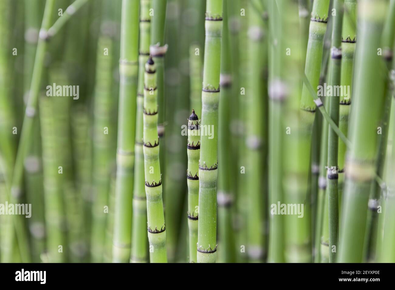 Straight plants hi-res stock photography and images - Alamy