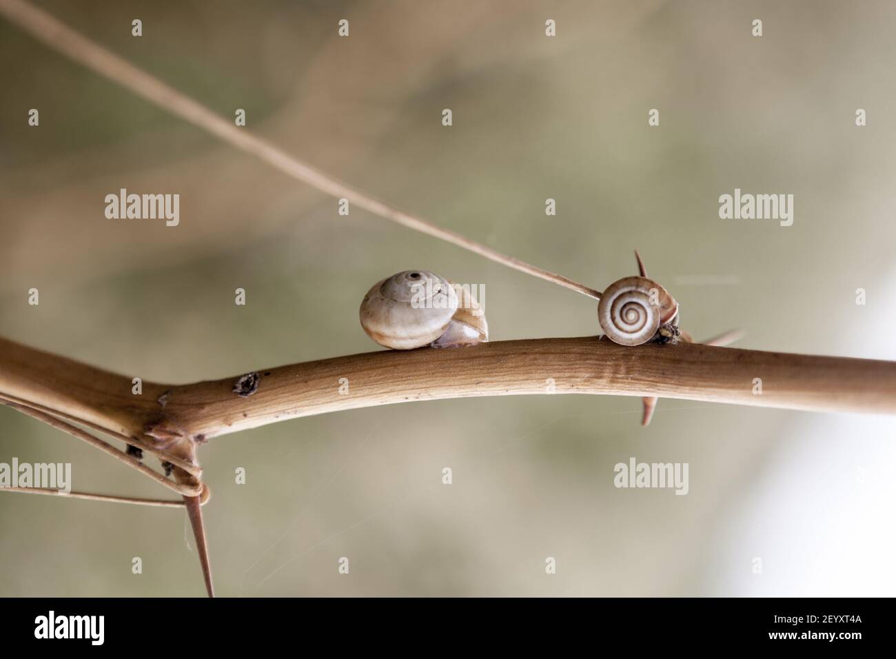Little snails hi-res stock photography and images - Alamy