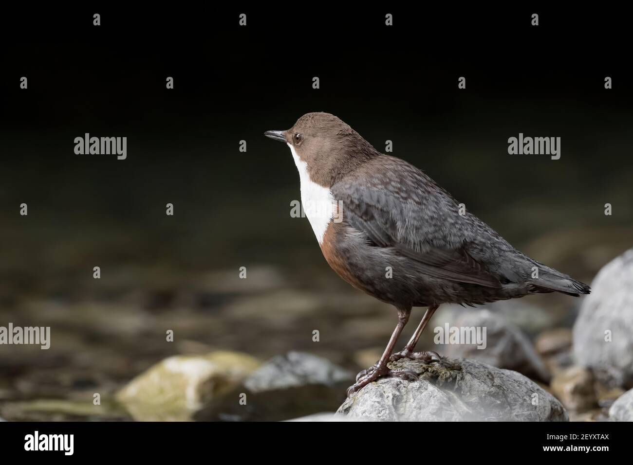 Beautiful portrait of European Dipper in the mountain river (Cinclus ...