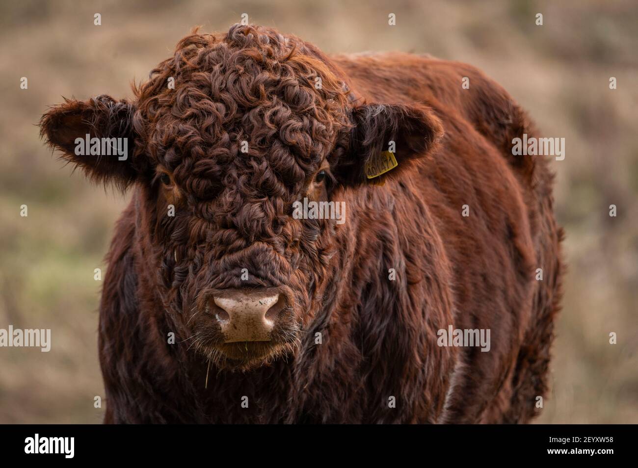 Wooplaw, Scottish Borders, UK. 6th Mar, 2021. Scotland Weather, Spring ...