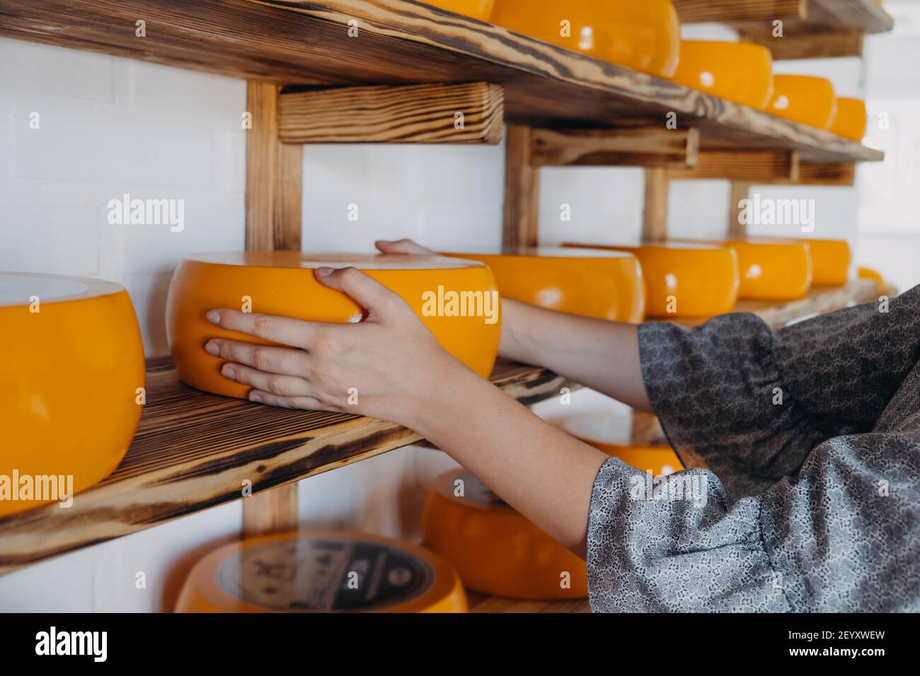 Goat Cheese Wheel in female hands on rack in factory warehouse. Several ...