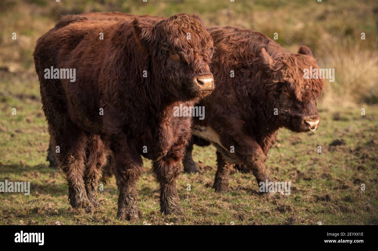 Wooplaw, Scottish Borders, UK. 6th Mar, 2021. Scotland Weather, Spring ...